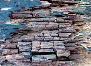 Dry Rot & Brown Rot Problems | How Dry Rot Damages Wood in a Basement ...