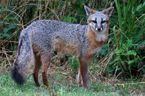 Fox Control & Removal in Edison, Woodbridge, Lakewood, NJ