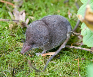 Shrew Control in Woodbridge, Edison, Lakewood, New Jersey