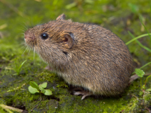 Vole Removal in Mercer, Ocean, Monmouth, Middlesex County, NJ